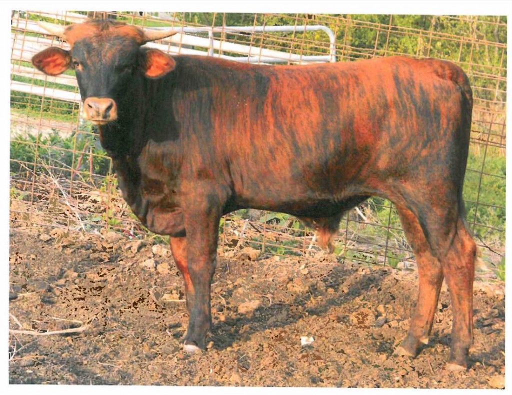 A New Texas Red Is About To Hit Town - Fort Worth Weekly