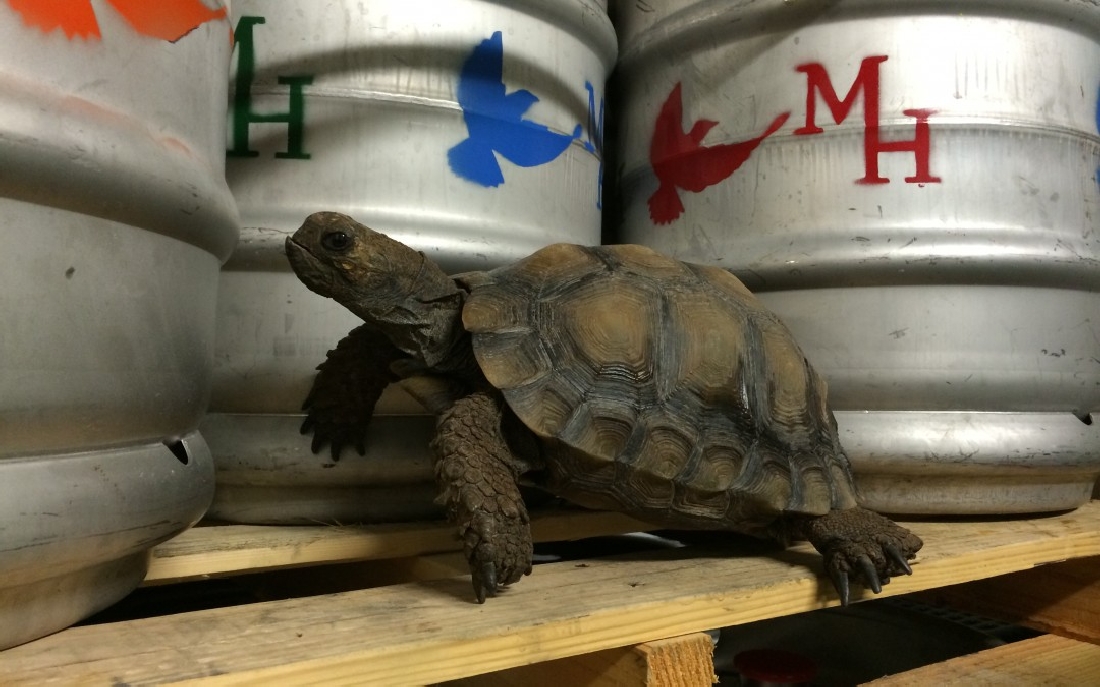 Drink for Turtles - Fort Worth Weekly