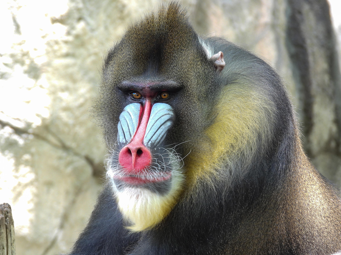 Angry Mandrill Face