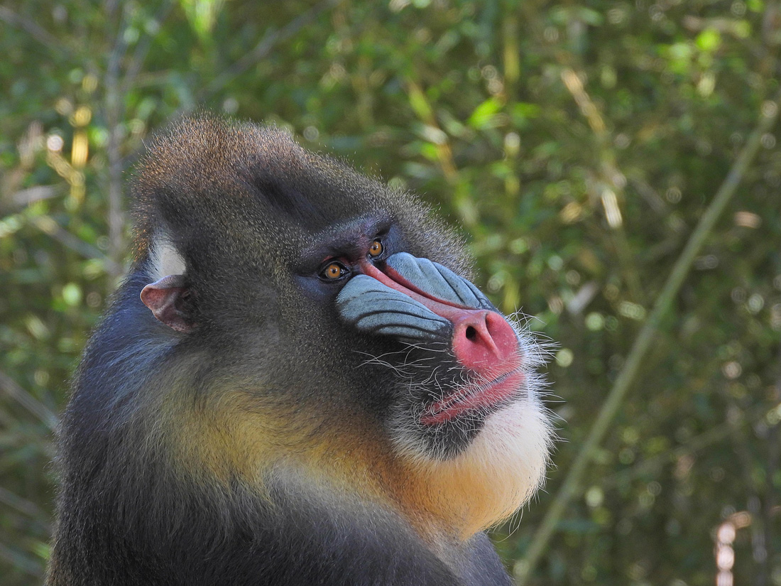 Blue Faced Baboon