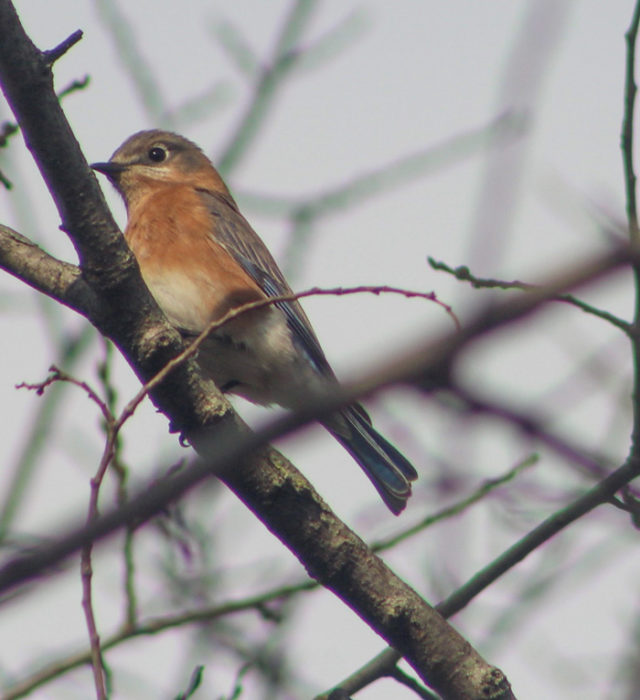 Summer Birds - Fort Worth Weekly